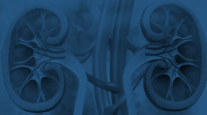 Urology Anatomy | Boston Scientific Urology and Pelvic Health